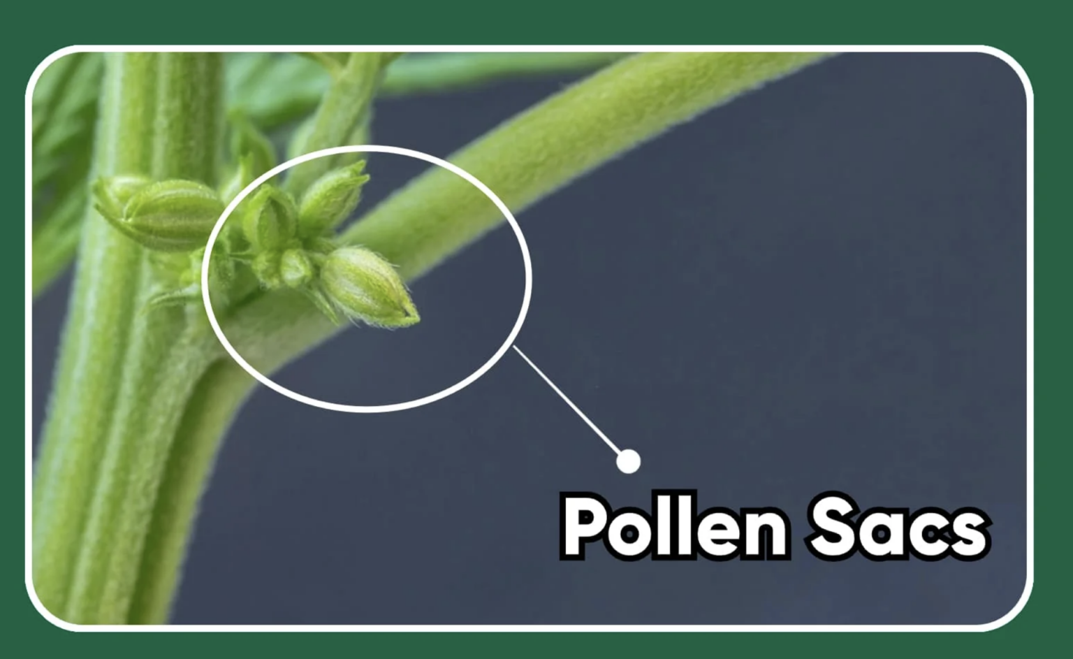 Dealing with ‘Hermie’ Plants: Why Stress Can Lead to Pollen Sacs on ...