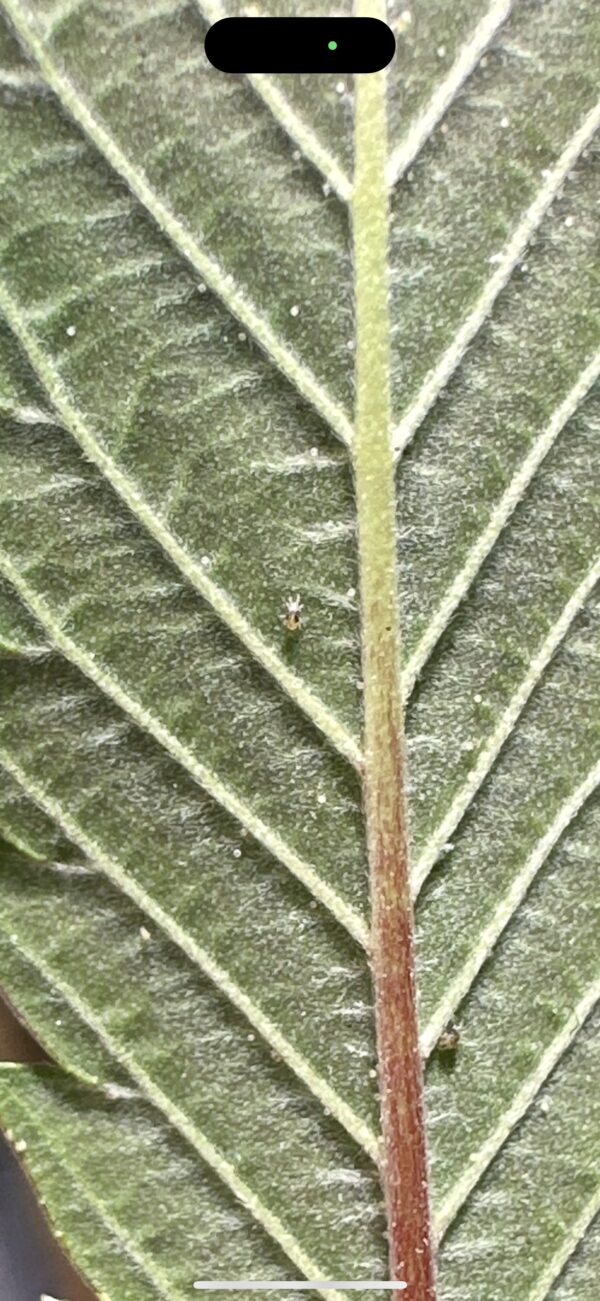 Spider mite weed… is it safe? – The Dude Grows Show