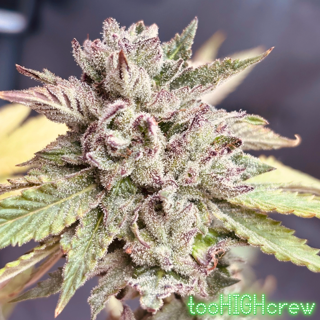 Gastro Pop (Compound Genetics) – The Dude Grows Show