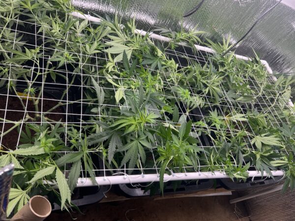 Screened’em!! – The Dude Grows Show