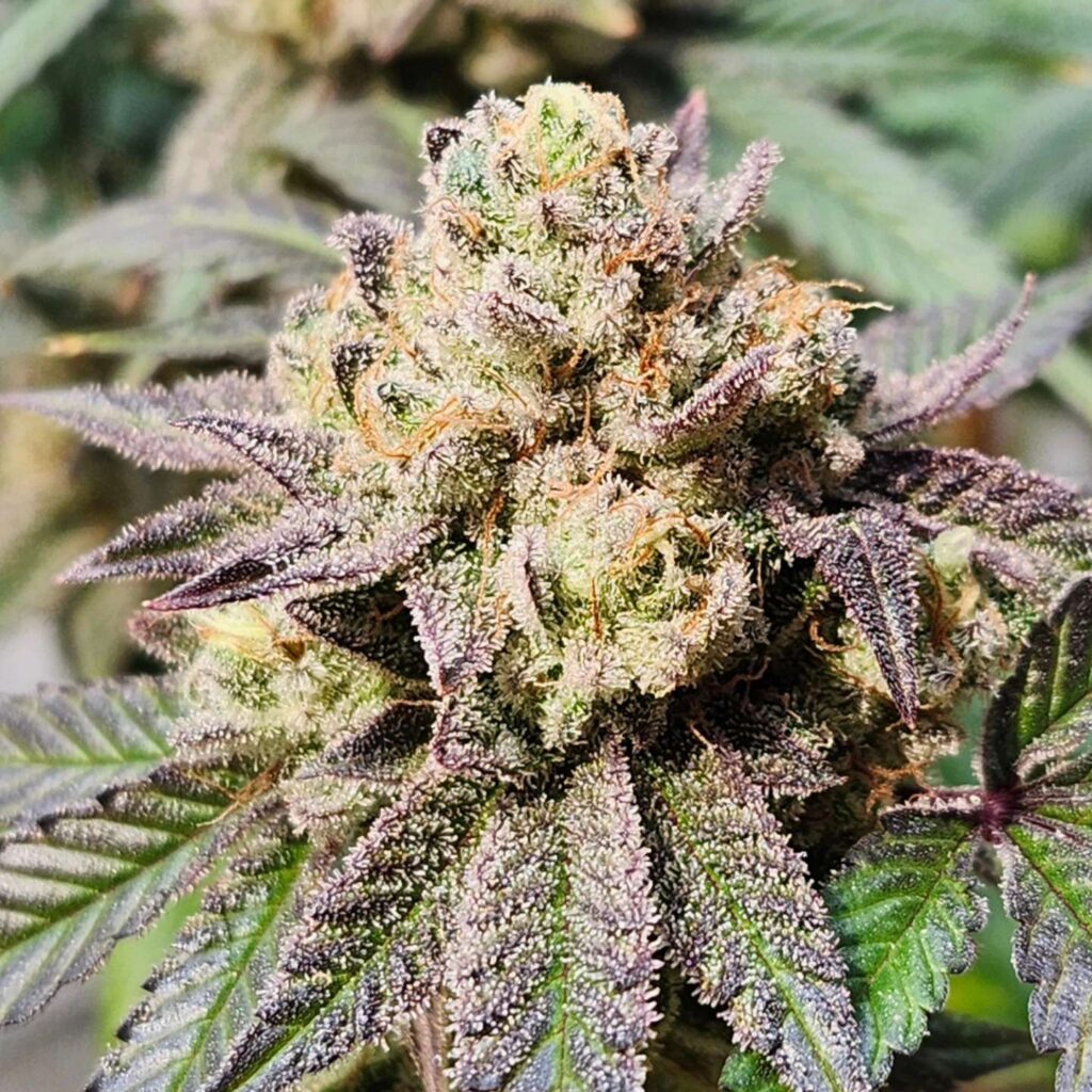 Slippery Susan #4 (Tina x Grease Monkey) from Exotic Genetix – The Dude ...