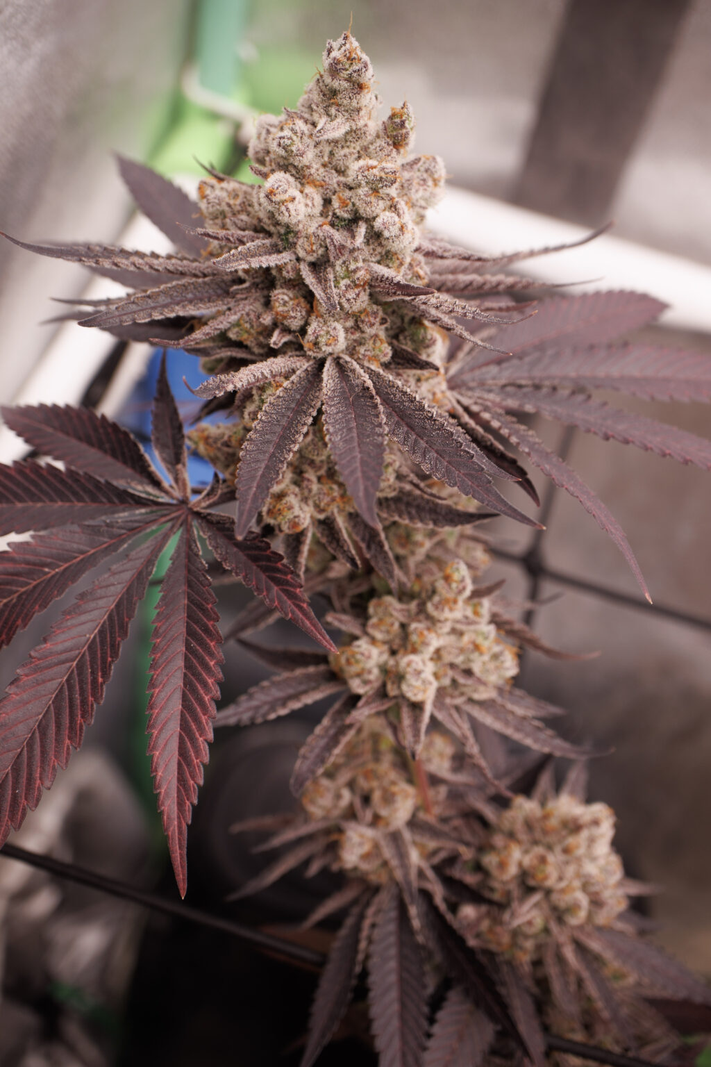 Frozen OG and Frozen Bag from Robin Hood Genetics – The Dude Grows Show