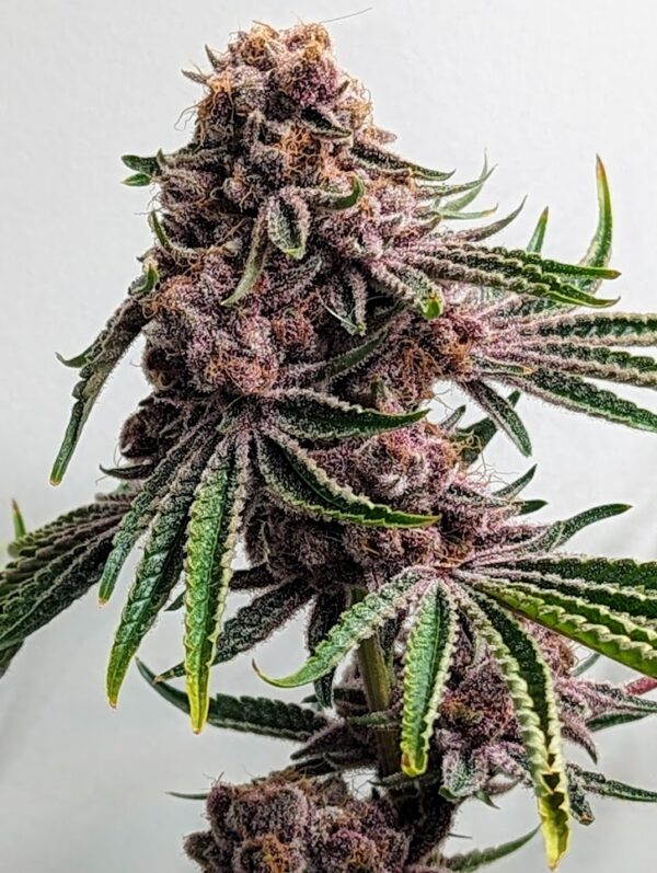 Green Howler’s Cherry Paloma – The Dude Grows Show