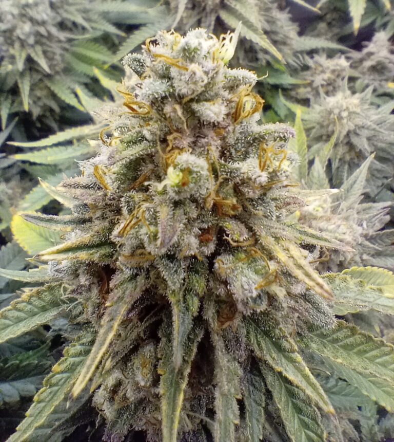 Detroit Diesel (Tiki Madman Cut) – The Dude Grows Show